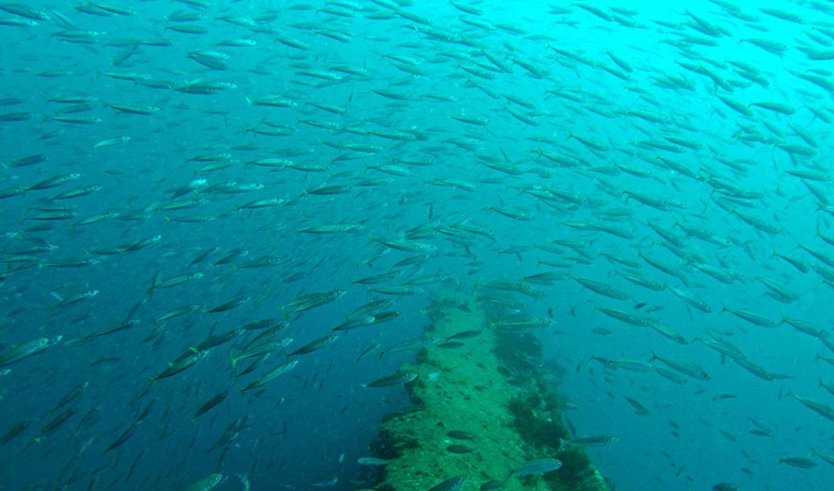 Economía Azul Sostenible - costadelsol.eco